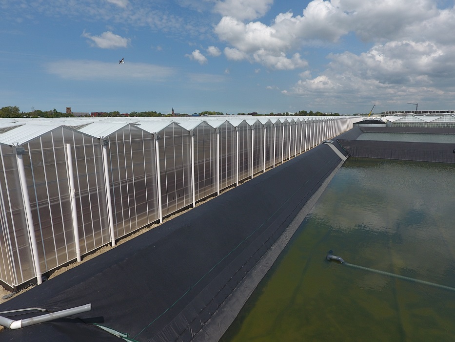 De Lier Commercial Greenhouse, The Netherlands