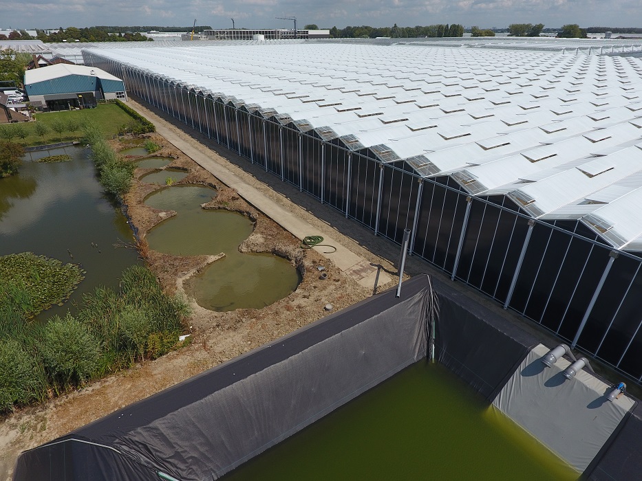 De Lier Commercial Greenhouse, The Netherlands